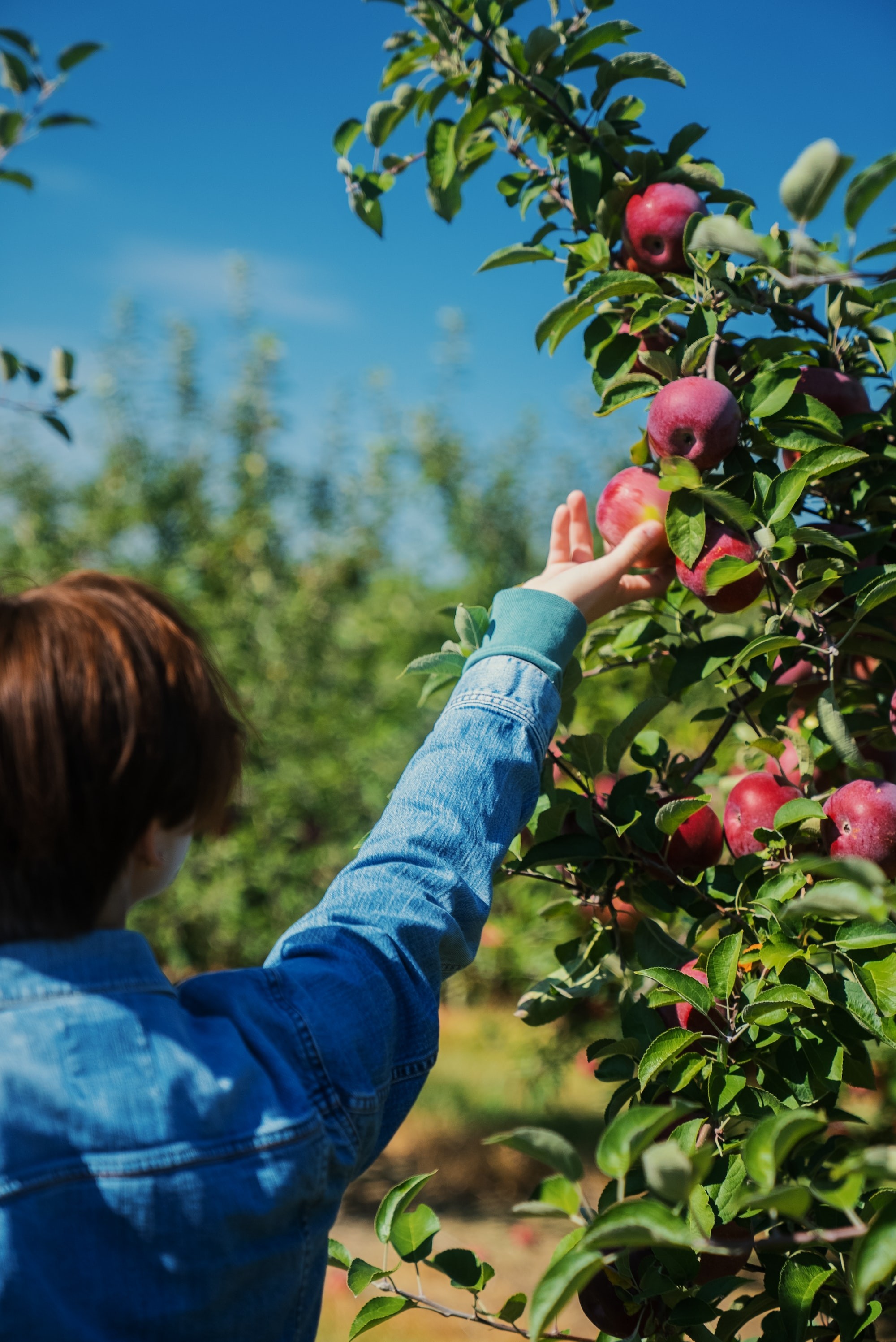 Apple orchard tour | World Heritage Journeys of Europe