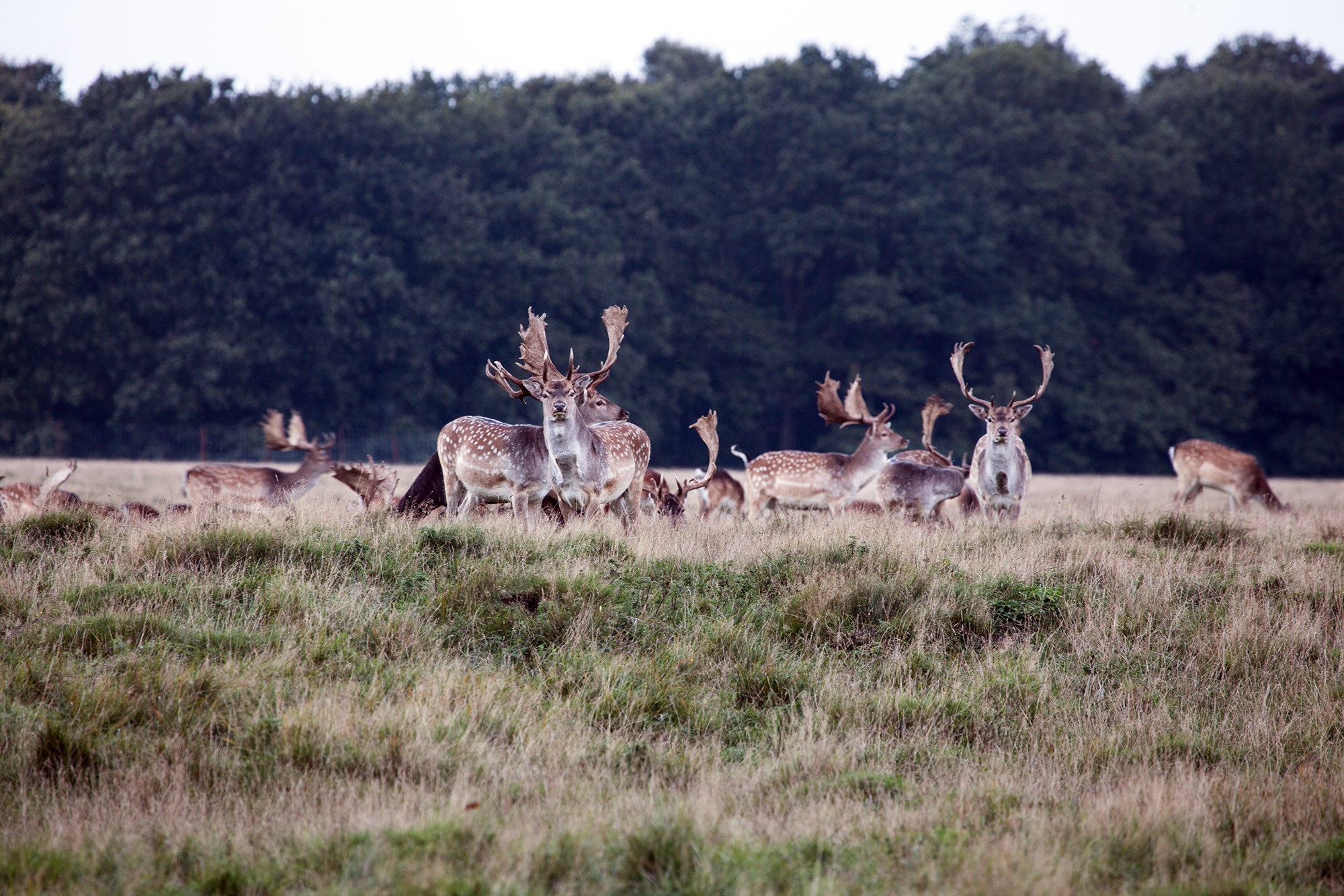 Par Force Hunting Landscape in North Sealand, Denmark | World Heritage ...
