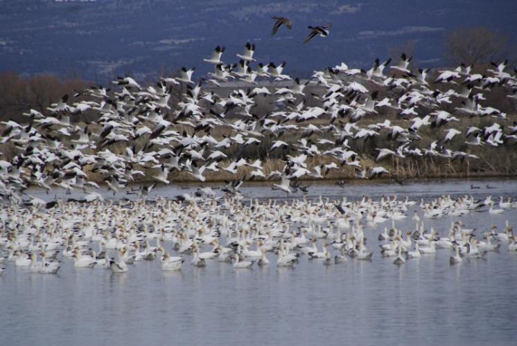 Modoc National Wildlife Refuge | Sierra Nevada Geotourism