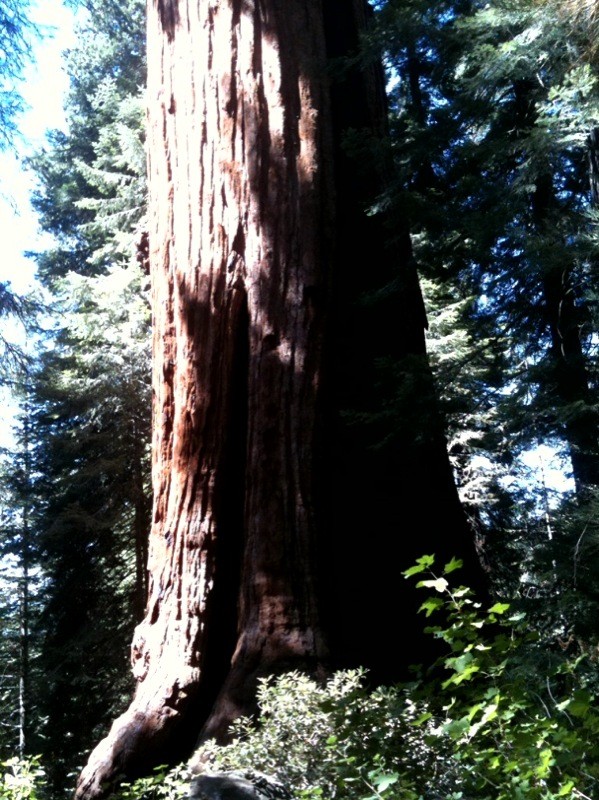 Stagg Tree | Sierra Nevada Geotourism