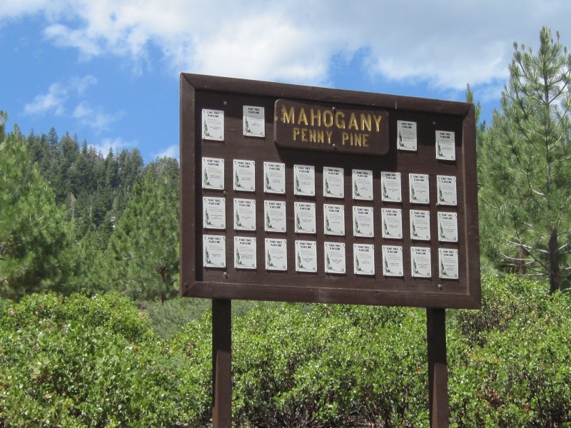 Penny Pines Program on the Kern River Ranger District of the Sequoia ...