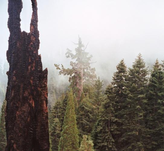 Boole Tree Trail | Sierra Nevada Geotourism