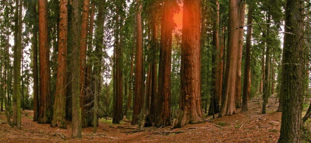 Redwood Mountain Loop, Kings Canyon National Park | Sierra Nevada ...