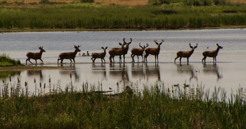 Modoc National Wildlife Refuge | Sierra Nevada Geotourism