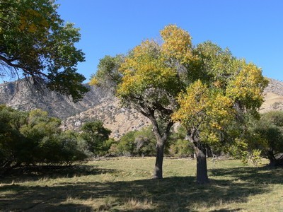Canebrake Ecological Reserve | Sierra Nevada Geotourism