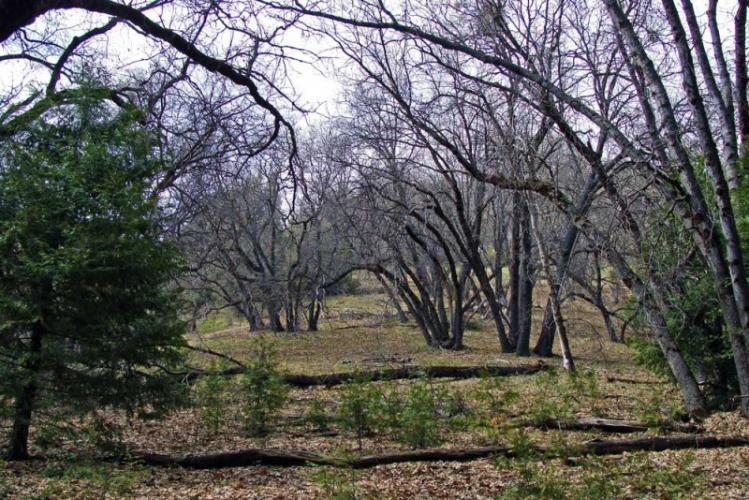Ladybug Trail, Sequoia National Park | Sierra Nevada Geotourism