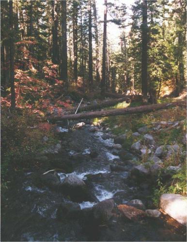 Latour State Demonstration Forest | Sierra Nevada Geotourism