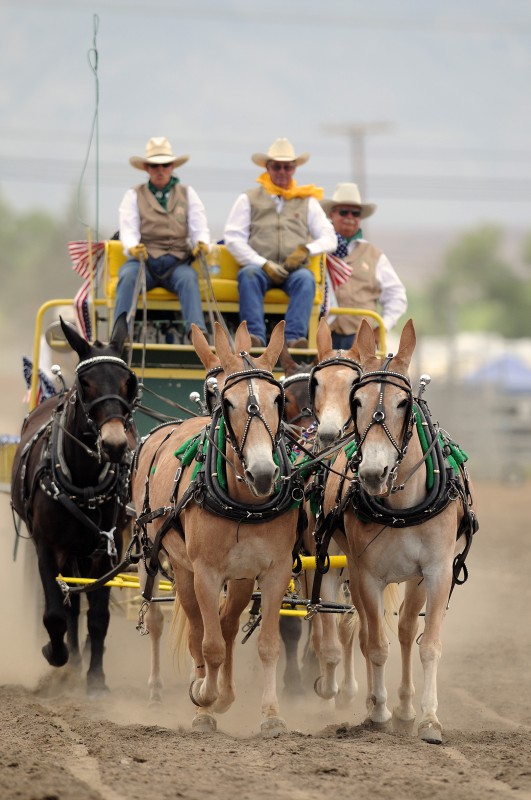 Bishop Mule Days Celebration | Sierra Nevada Geotourism