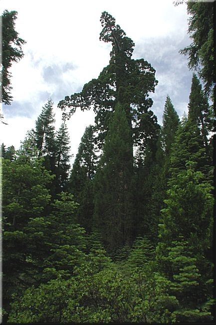 Nelder Grove - Graveyard of the Giants, Hawksworth Tree and Granddad ...