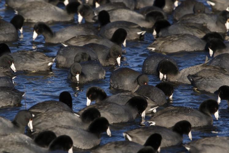 Modoc National Wildlife Refuge | Sierra Nevada Geotourism