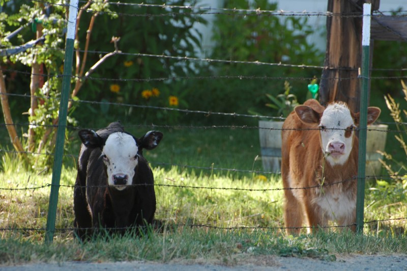 Sierra Valley, Sierra County, California | Sierra Nevada Geotourism