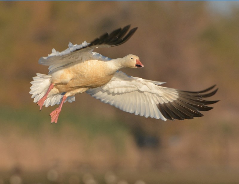 21st Annual Snow Goose Festival of the Pacific Flyway - Chico, CA ...