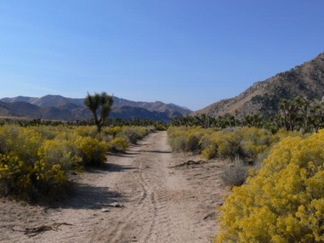 Canebrake Ecological Reserve | Sierra Nevada Geotourism