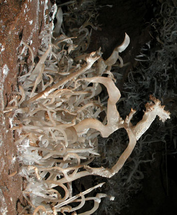 Black Chasm Cavern, National Natural Landmark | Sierra Nevada Geotourism
