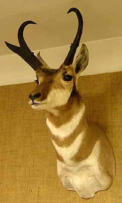 Modoc County Historical Museum | Sierra Nevada Geotourism