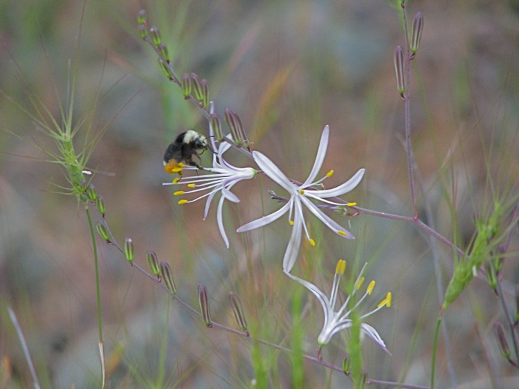 Pine Hill Preserve | Sierra Nevada Geotourism