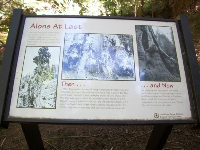 Boole Tree Trail | Sierra Nevada Geotourism