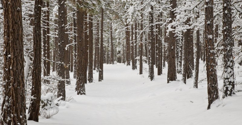 Susanville Ranch Park | Sierra Nevada Geotourism