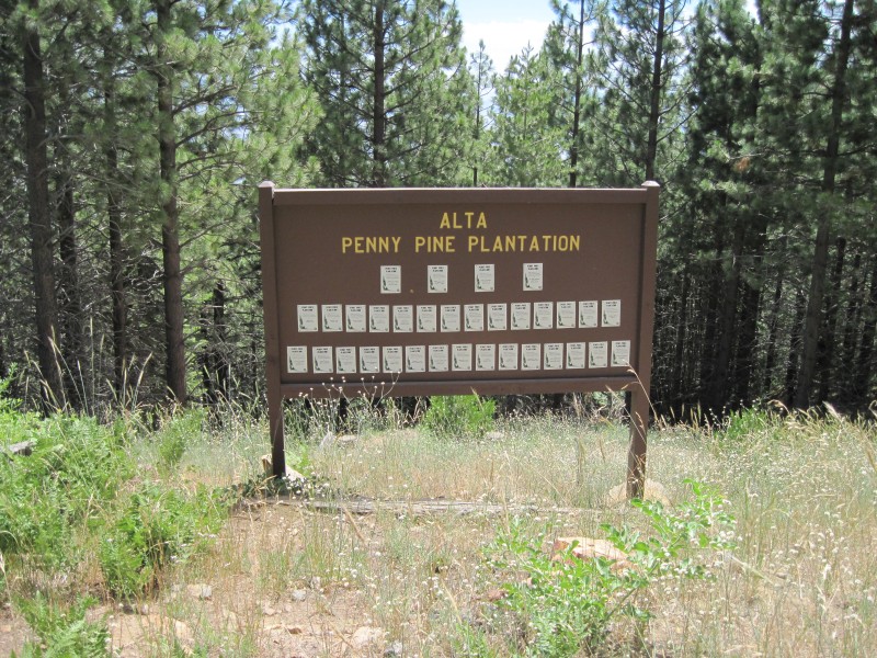 Penny Pines Program on the Kern River Ranger District of the Sequoia ...