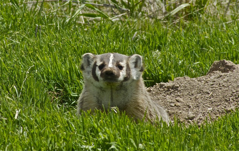 Modoc National Wildlife Refuge | Sierra Nevada Geotourism