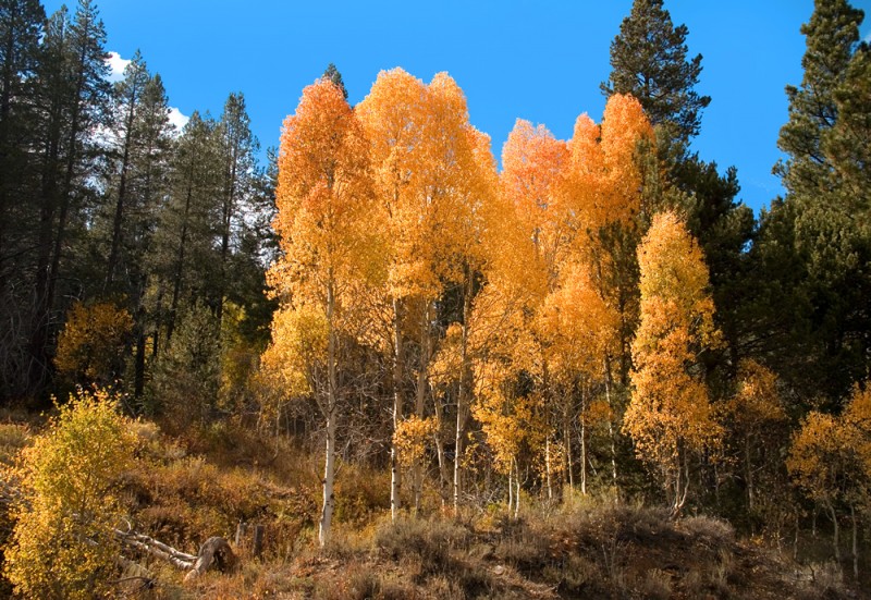 Sierra Valley, Sierra County, California | Sierra Nevada Geotourism
