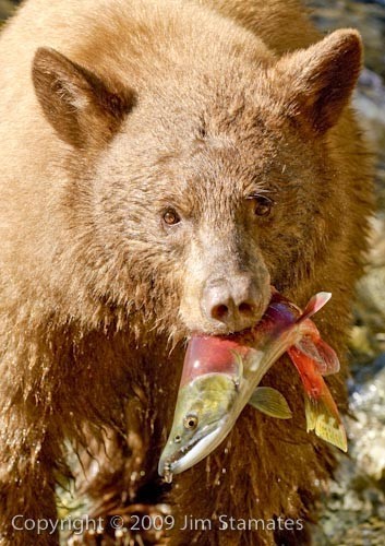 Low Impact Wildlife Photography, The Jim Stamates Collection | Sierra ...