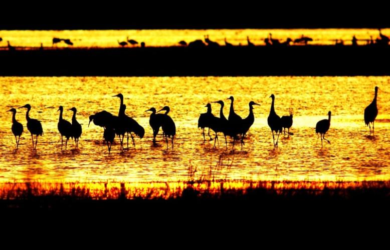 Modoc National Wildlife Refuge | Sierra Nevada Geotourism