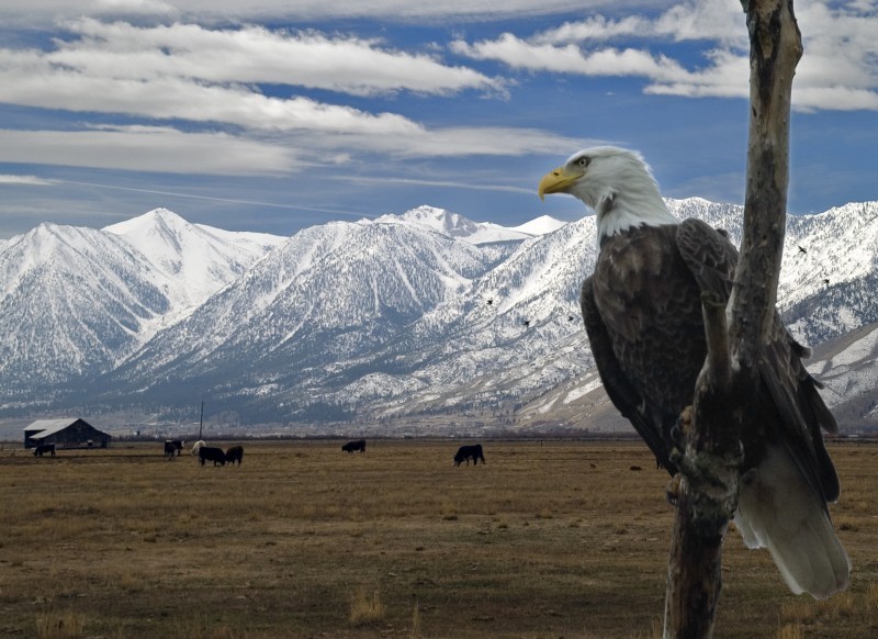 Eagles and Agriculture | Sierra Nevada Geotourism