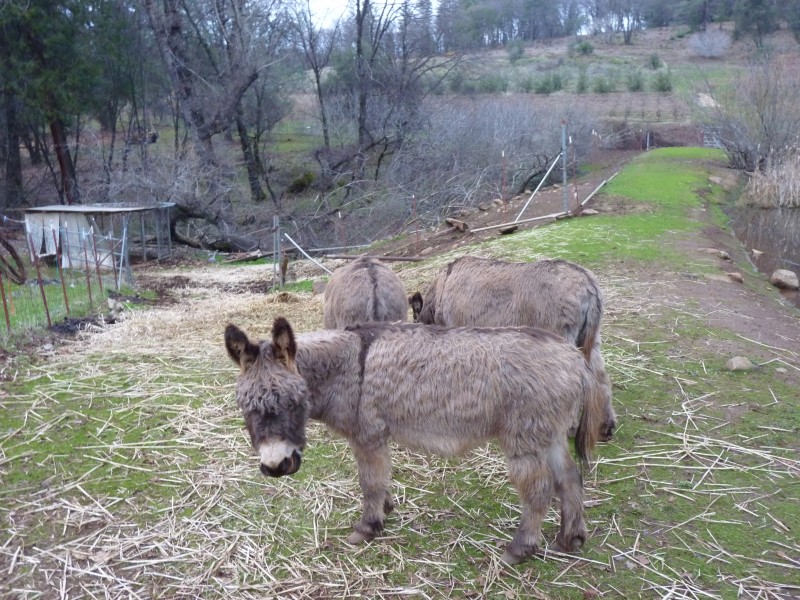 Smokey Ridge Ranch | Sierra Nevada Geotourism