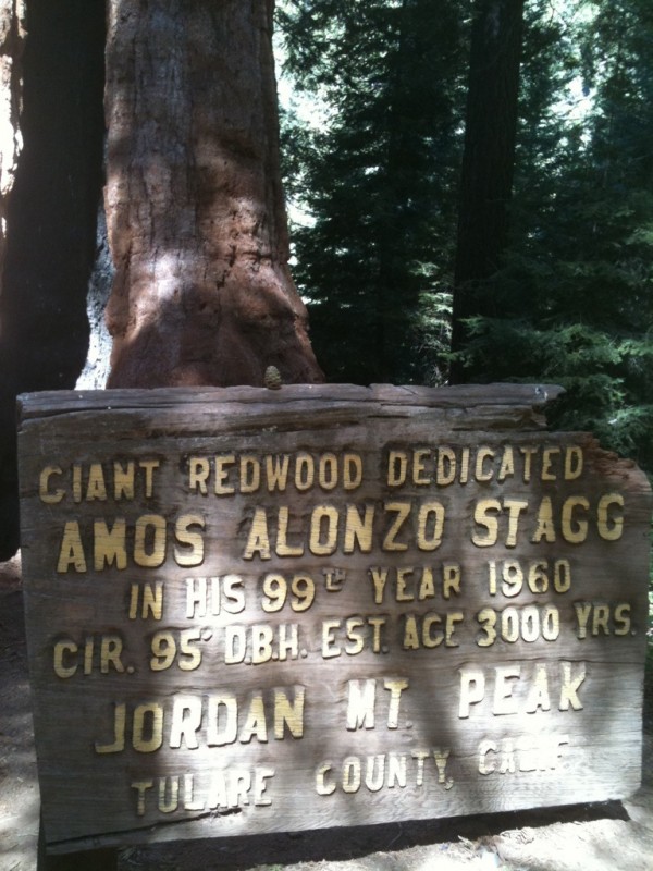 Stagg Tree | Sierra Nevada Geotourism