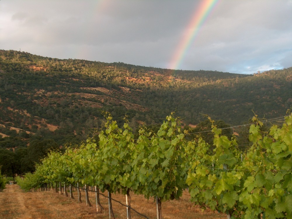 Mount Bullion Vineyard | Sierra Nevada Geotourism