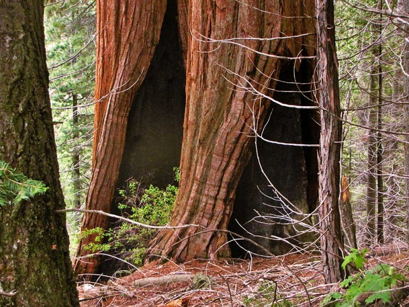 Redwood Mountain Loop, Kings Canyon National Park | Sierra Nevada ...