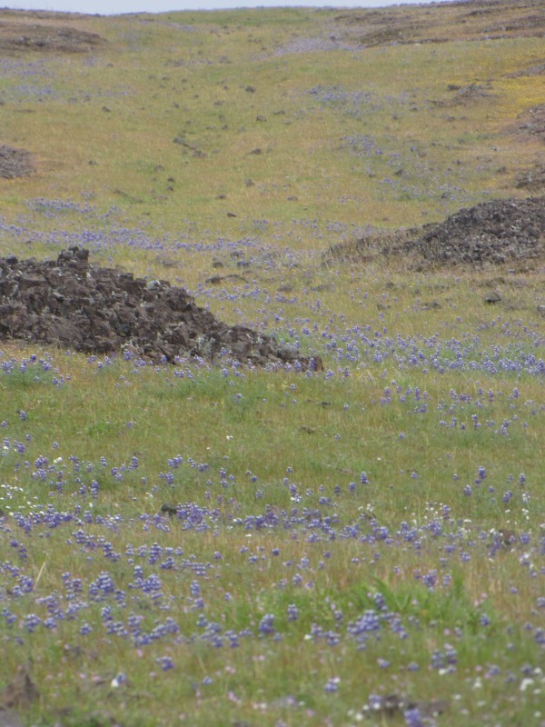 North Table Mountain Ecological Preserve | Sierra Nevada Geotourism