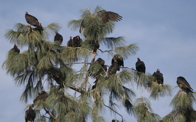 Kern Valley Autumn Nature & Vulture Festival | Sierra Nevada Geotourism