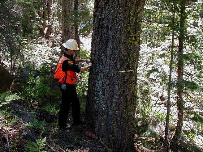 Latour State Demonstration Forest | Sierra Nevada Geotourism