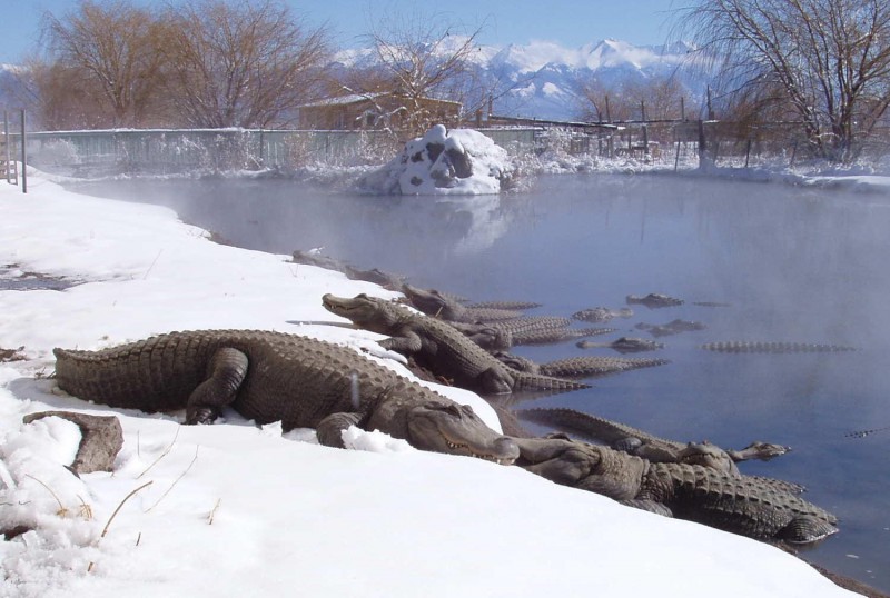 Colorado Gators Reptile Park | Four Corners Region