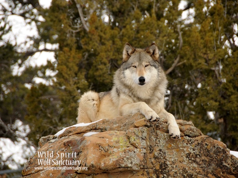 Wild Spirit Wolf Sanctuary | Four Corners Region