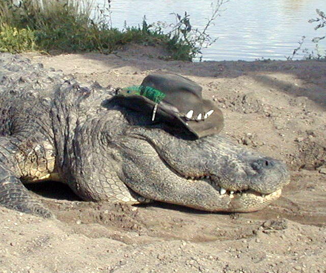 Colorado Gators Reptile Park | Four Corners Region