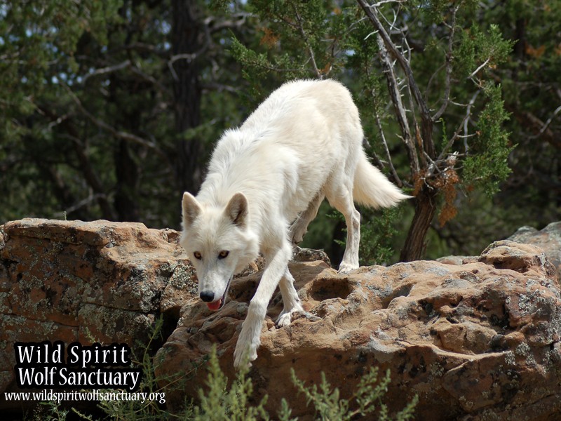 Wild Spirit Wolf Sanctuary | Four Corners Region