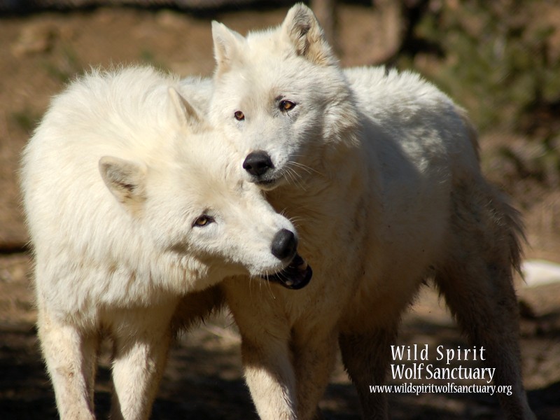 Wild Spirit Wolf Sanctuary | Four Corners Region