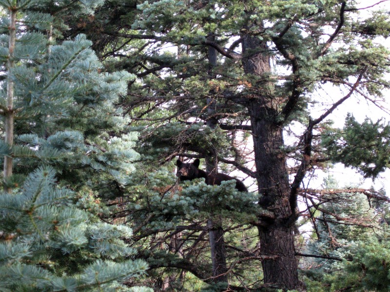Valle Vidal Unit - Carson National Forest | Four Corners Region