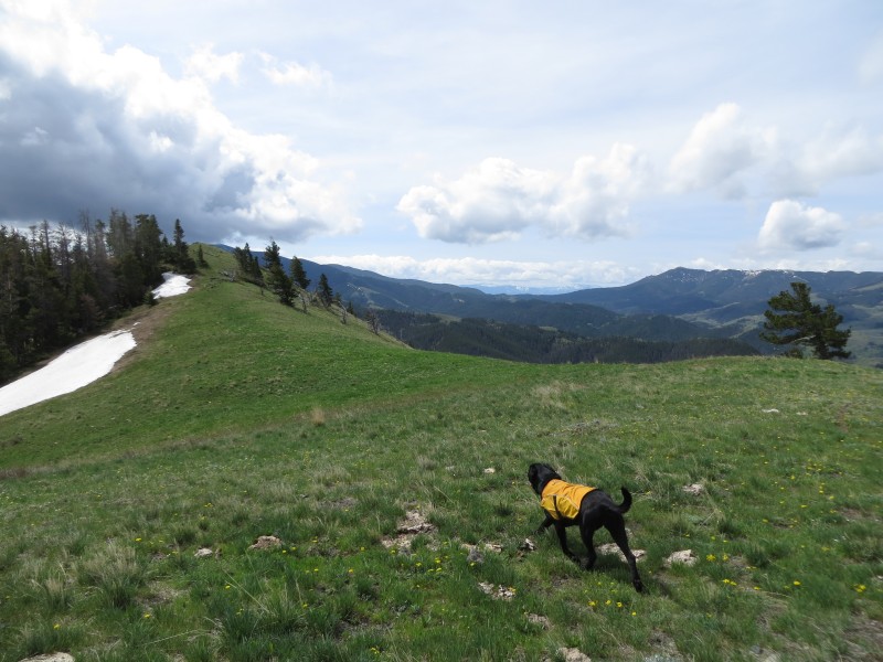 Windy Mountain Loop Trails #454 and #431 – Wild Montana
