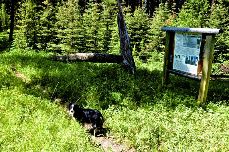 Seth Diamond Interpretive Trail – Wild Montana