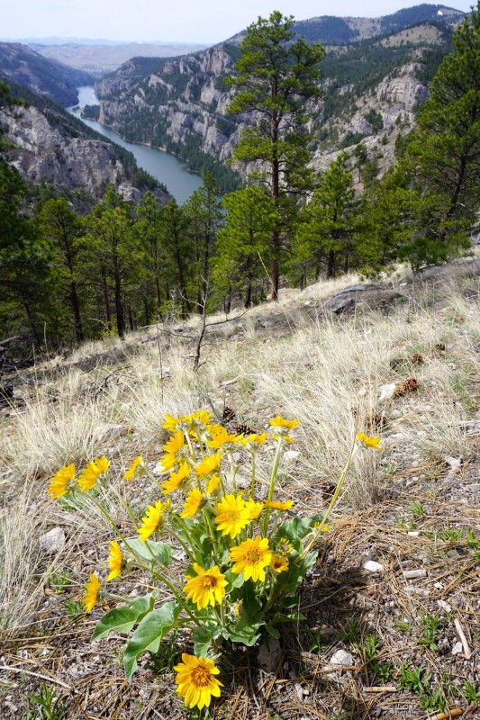 Mann Gulch #258 via Meriwether Picnic Area – Wild Montana