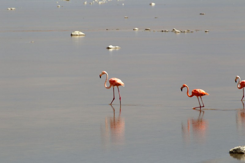 Lake Rosa | The Bahamas