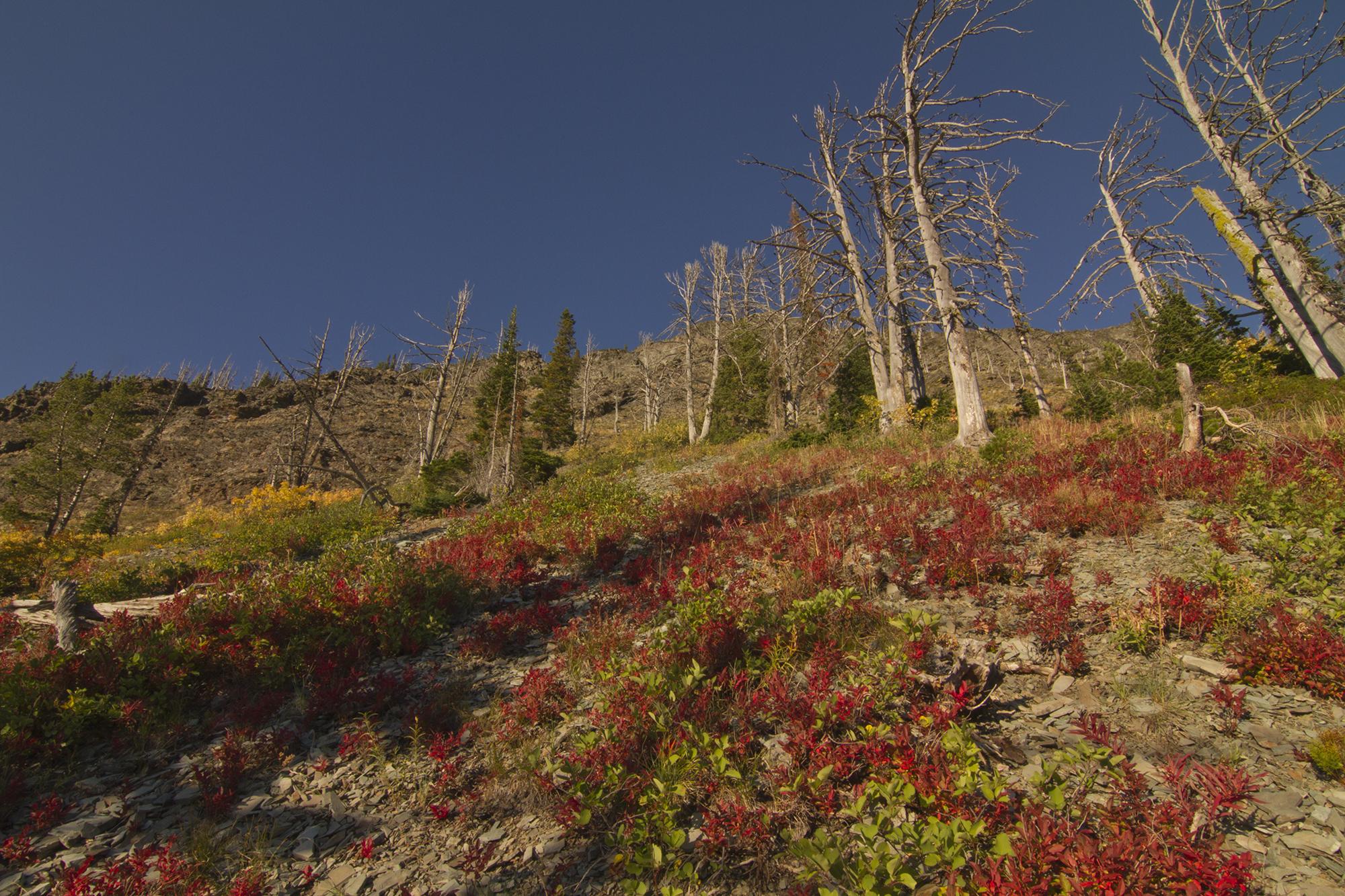 Fall Hiking with Hike 734 – Firebrand Pass | Whitefish Montana Lodging ...
