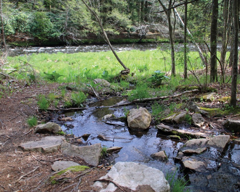 Austin T. Blakeslee Natural Area - Blakeslee, PA | Scenic Wild Delaware ...