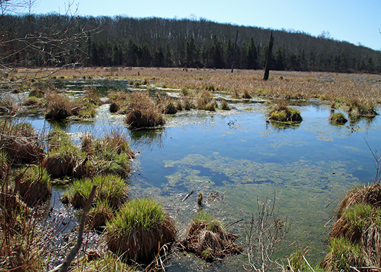 Thunder Swamp Trail - Pike County, PA | Scenic Wild Delaware River