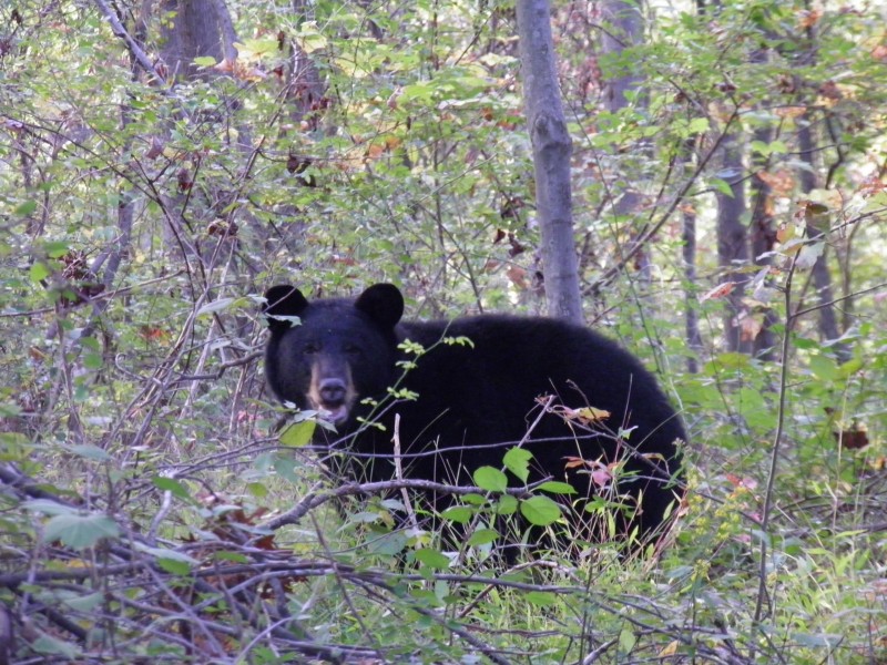 Bear Swamp Wildlife Management Area - Sussex County, NJ | Scenic Wild ...