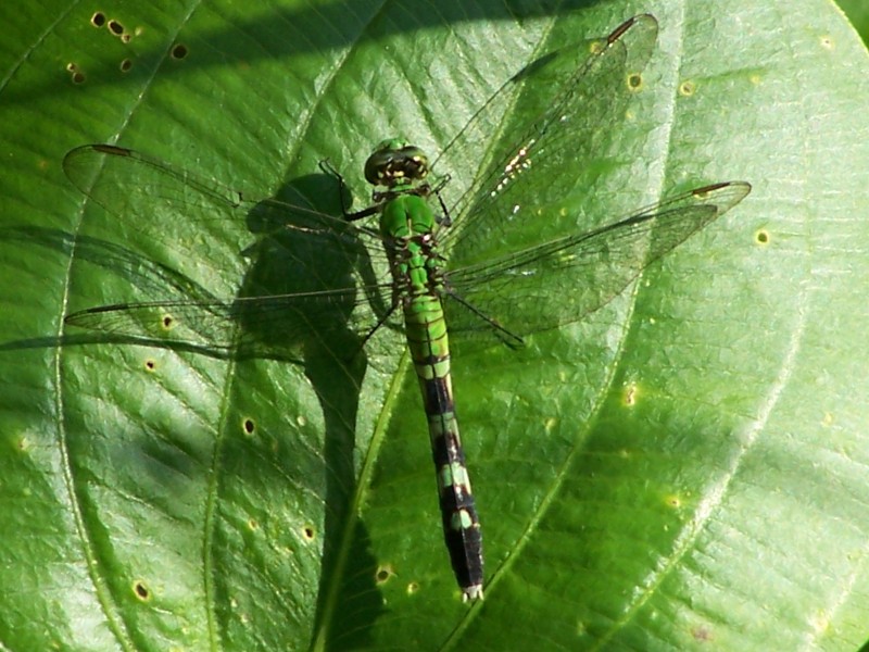 Bear Swamp Wildlife Management Area - Sussex County, NJ | Scenic Wild ...